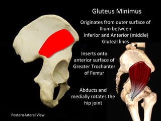 Slideshow: Hip Bone | PPT