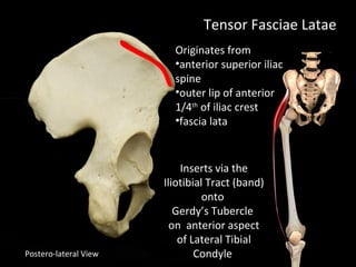 Internal Lip Of Iliac Crest