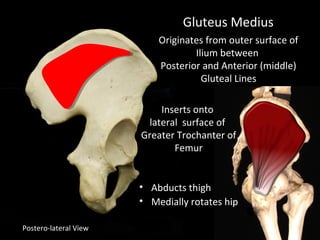 Gluteal Lines Of Ilium