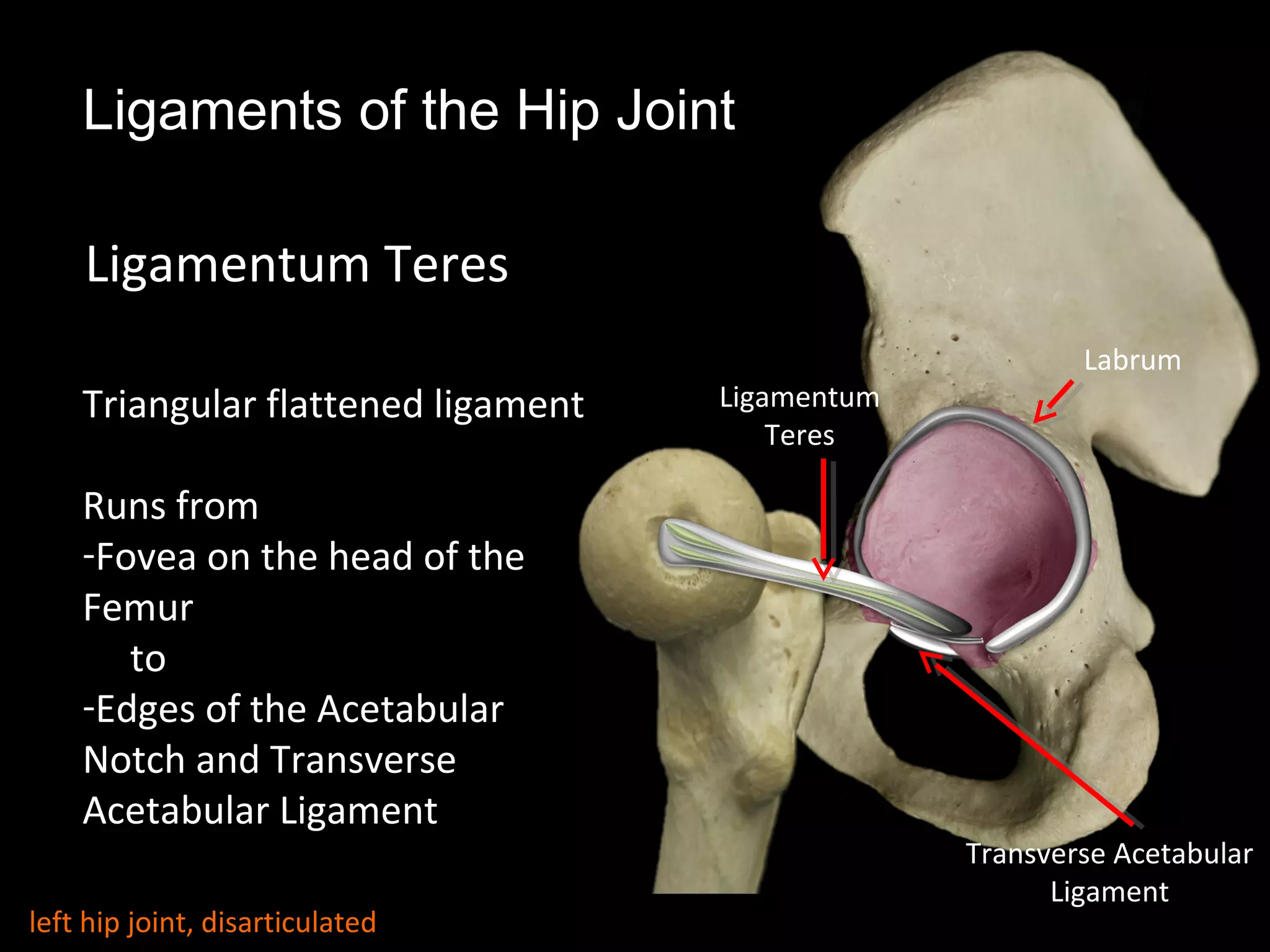 Slideshow: Hip Joint and Pelvic Gateways | PPT