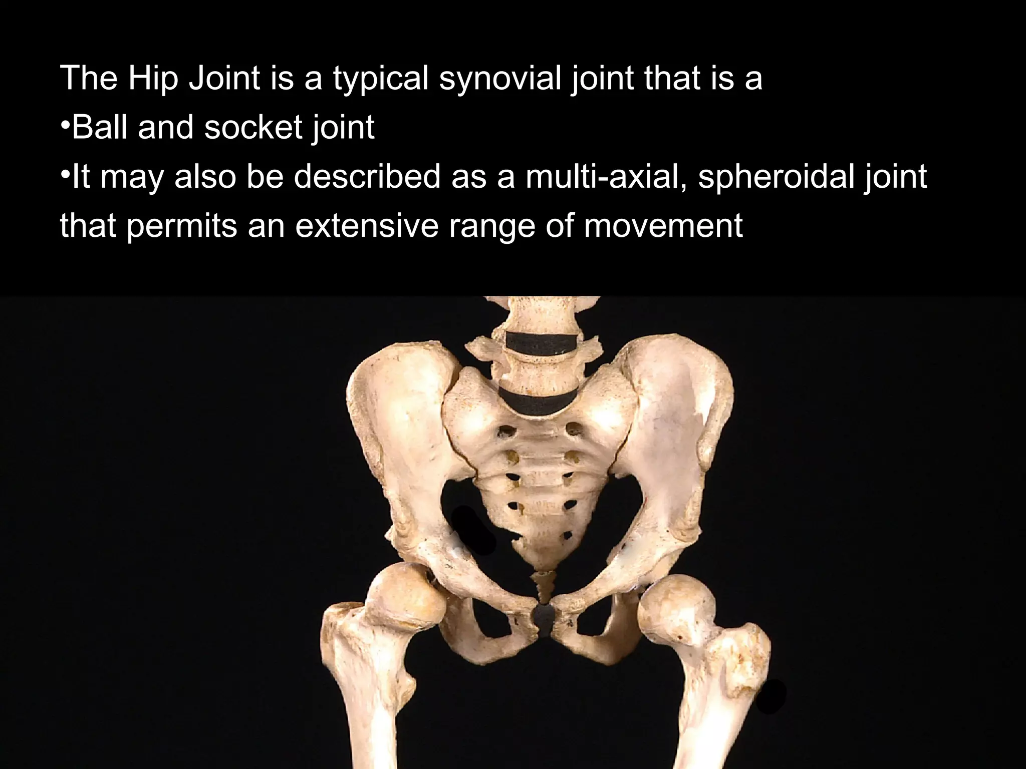 Slideshow: Hip Joint and Pelvic Gateways | PPT