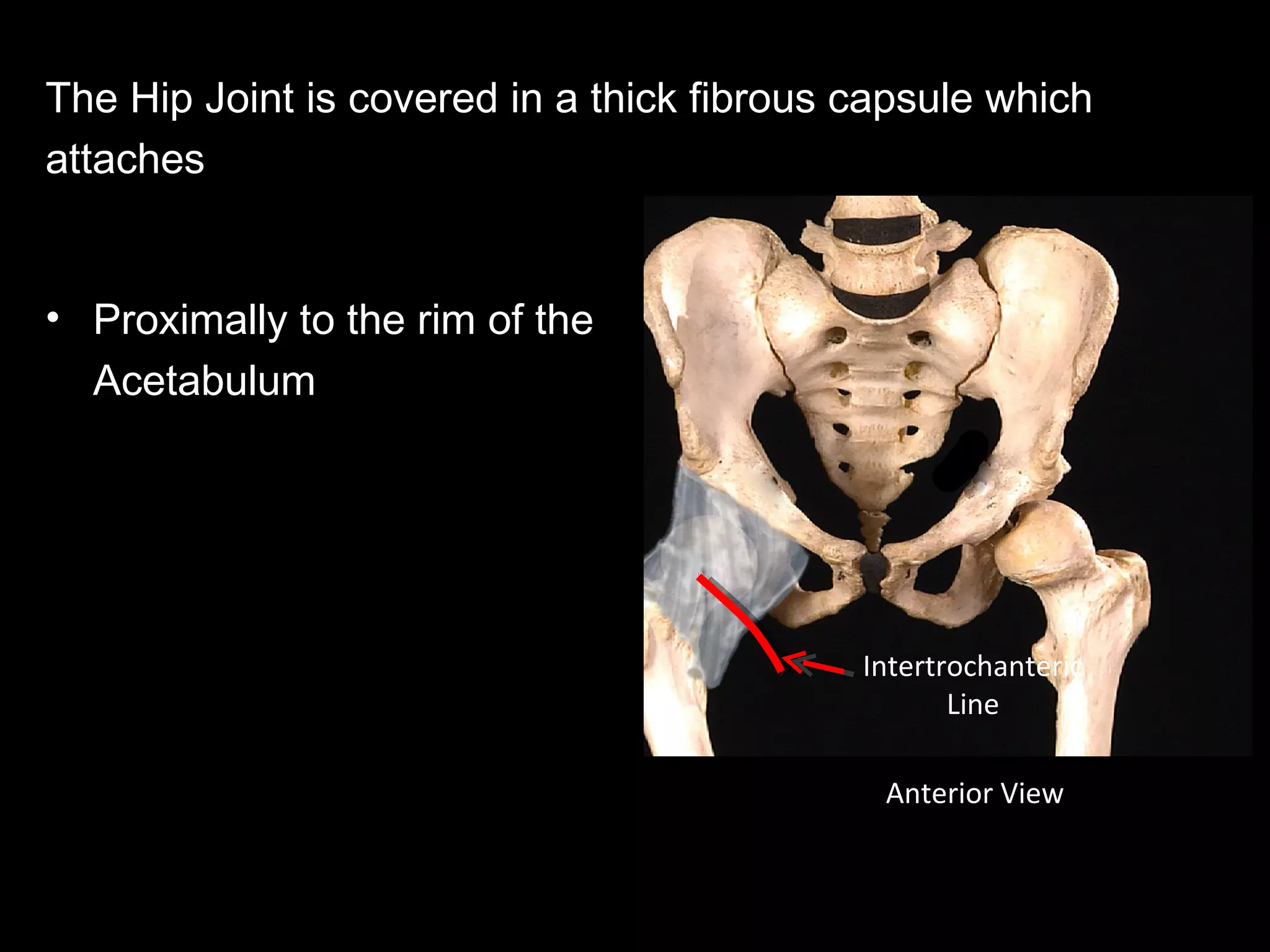 Slideshow: Hip Joint and Pelvic Gateways | PPT
