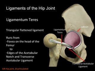 Slideshow: Hip Joint and Pelvic Gateways | PPT