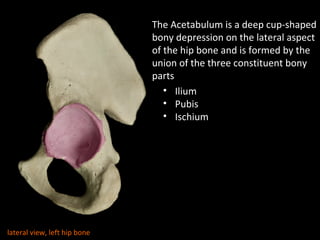 Slideshow: Hip Joint and Pelvic Gateways | PPT | Free download