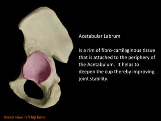 Slideshow: Hip Joint and Pelvic Gateways | PPT