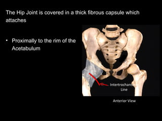 Slideshow: Hip Joint and Pelvic Gateways | PPT