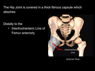 Slideshow: Hip Joint and Pelvic Gateways | PPT