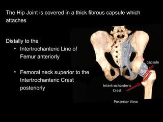 Slideshow: Hip Joint and Pelvic Gateways | PPT