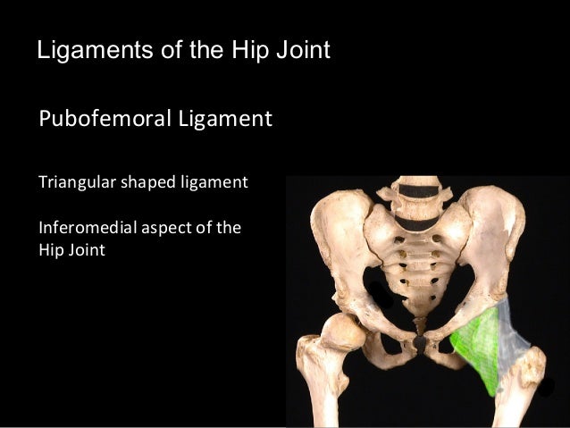 Slideshow: Hip Joint and Pelvic Gateways