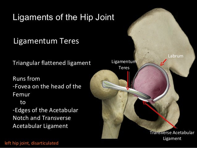 Slideshow: Hip Joint and Pelvic Gateways