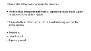 internal_iliac_artery ligation.pptx basics | PPTX