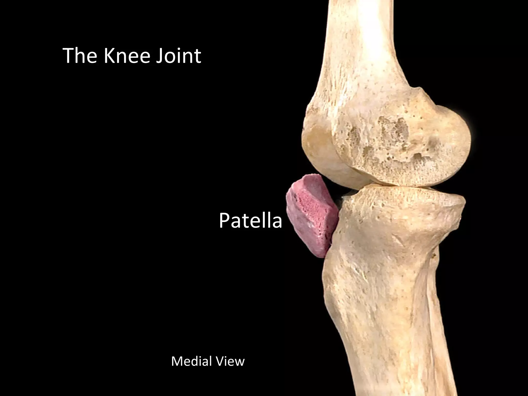 Slideshow: Knee Joint | PPT