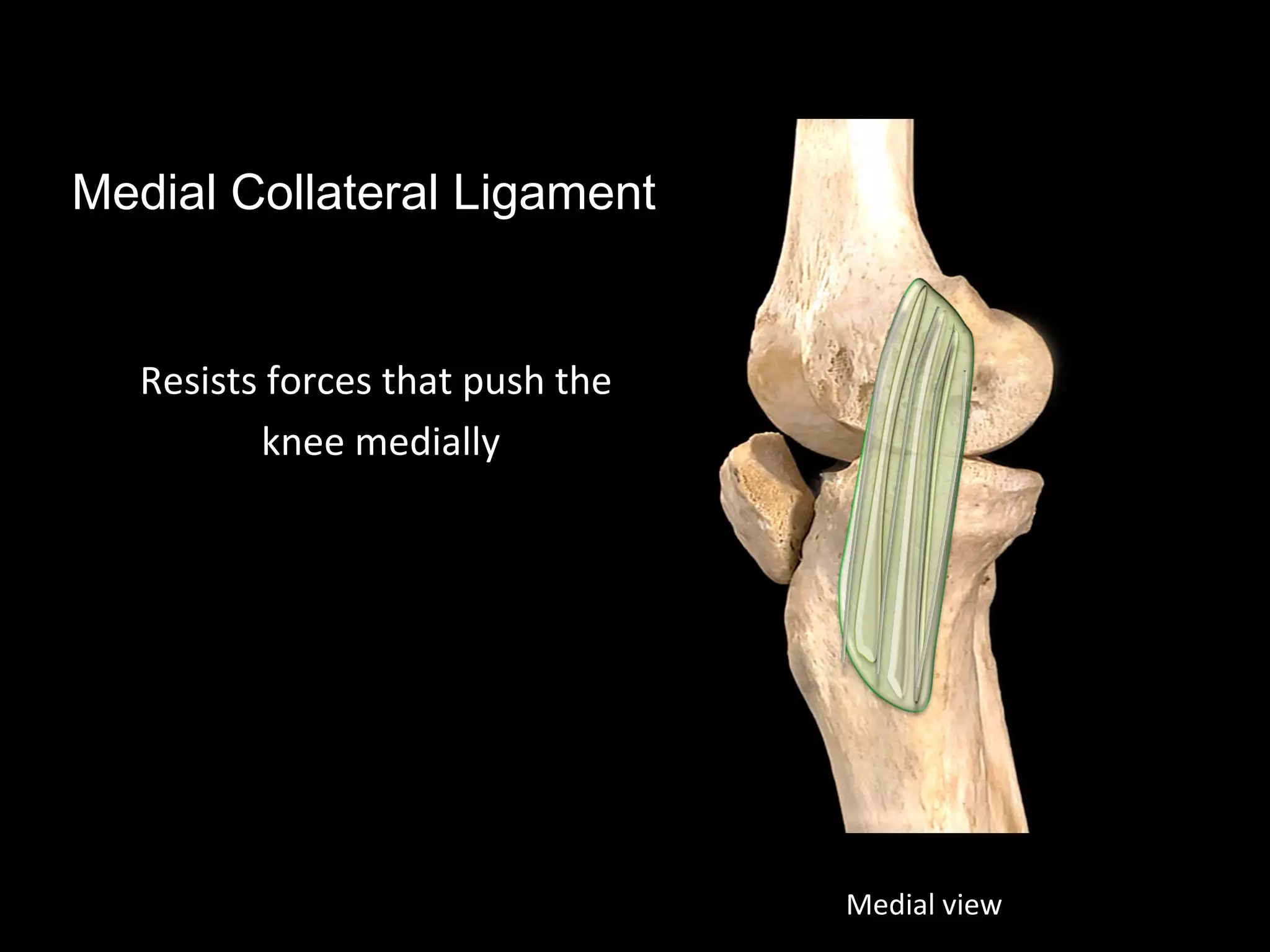 Slideshow: Knee Joint | PPT