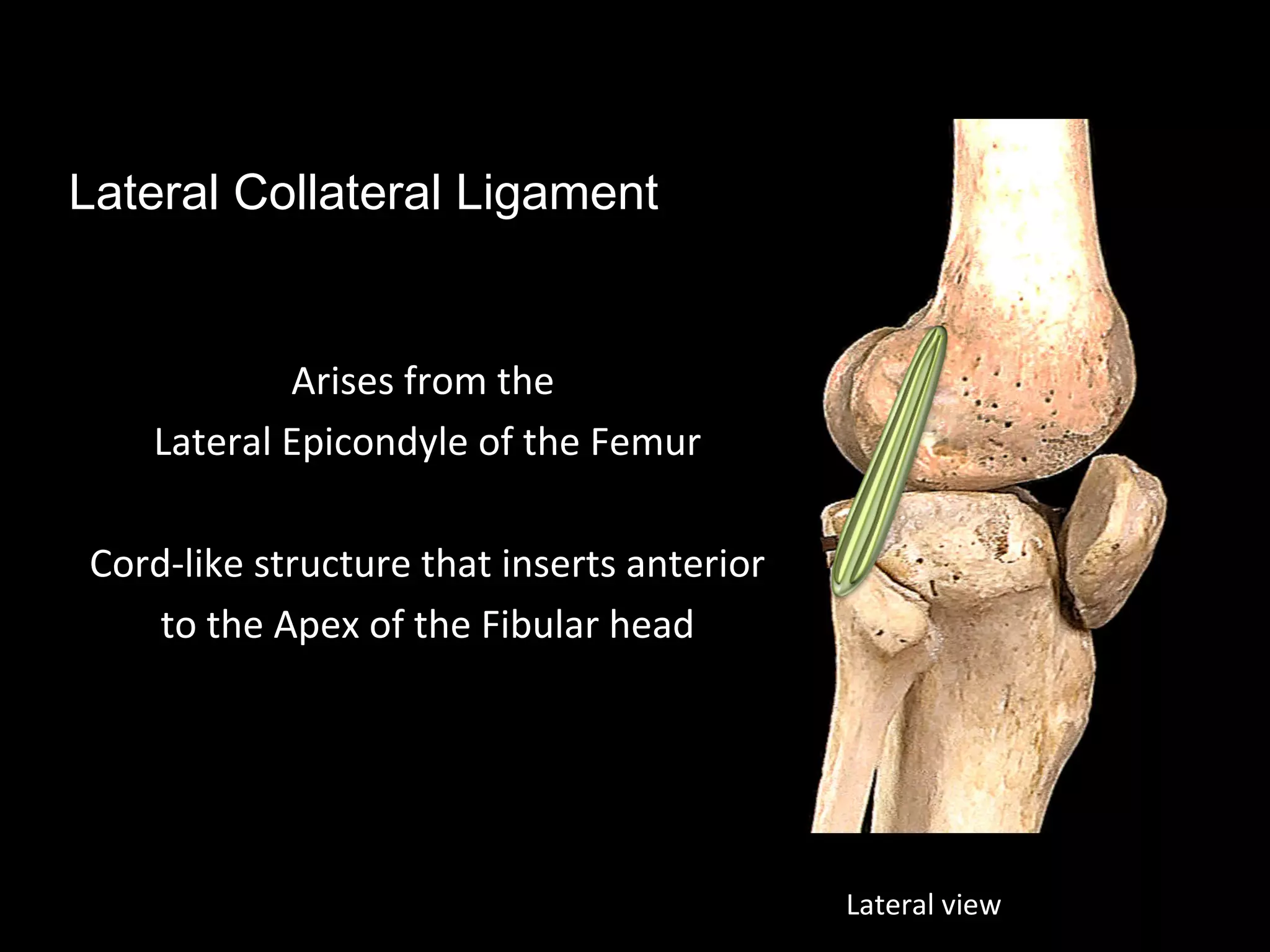 Slideshow: Knee Joint | PPT