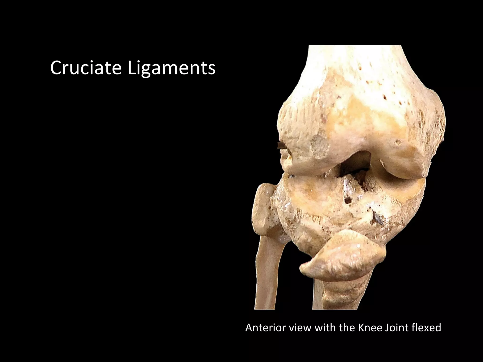 Slideshow: Knee Joint | PPT
