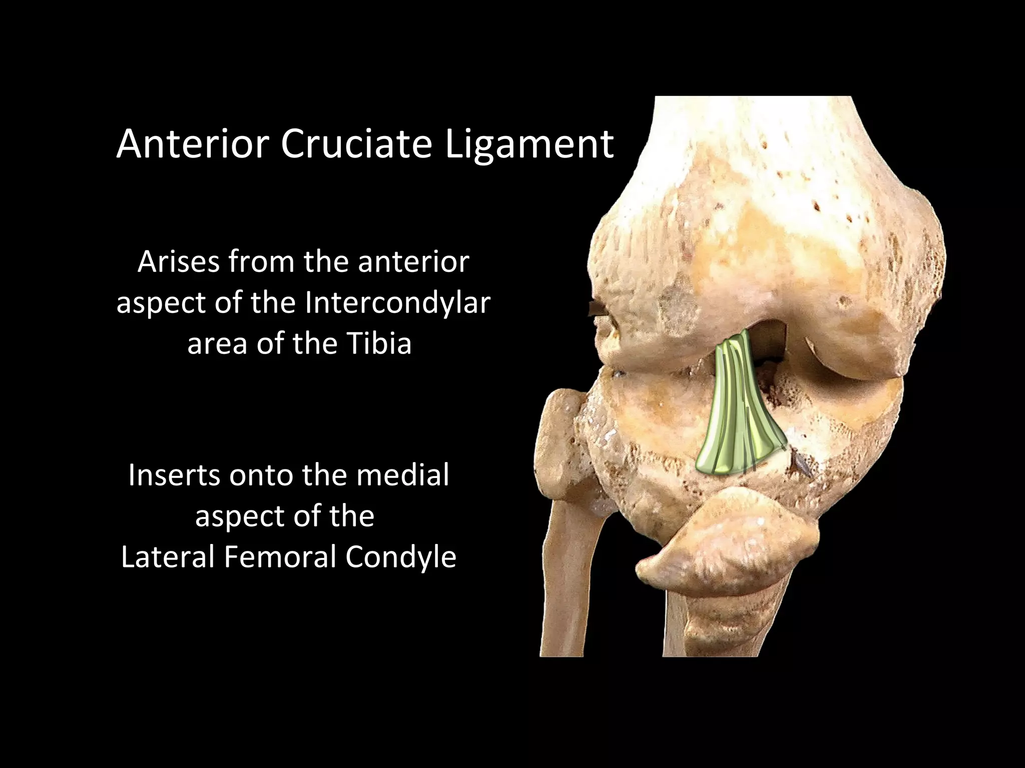 Slideshow: Knee Joint | PPT