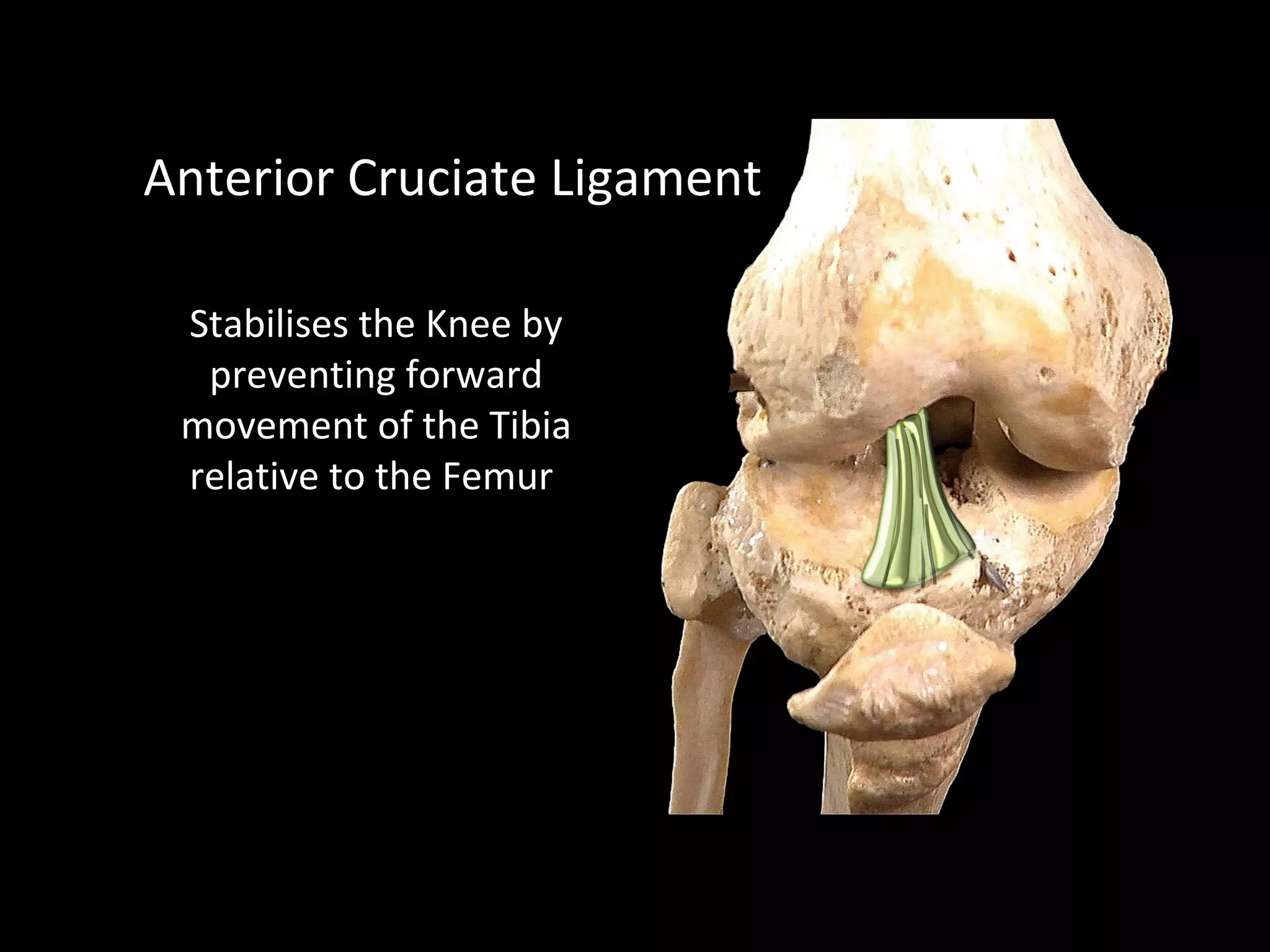 Slideshow: Knee Joint | PPT