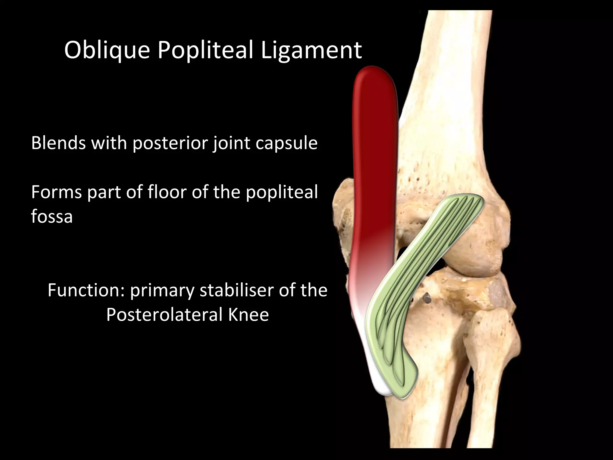 Slideshow: Knee Joint | PPT