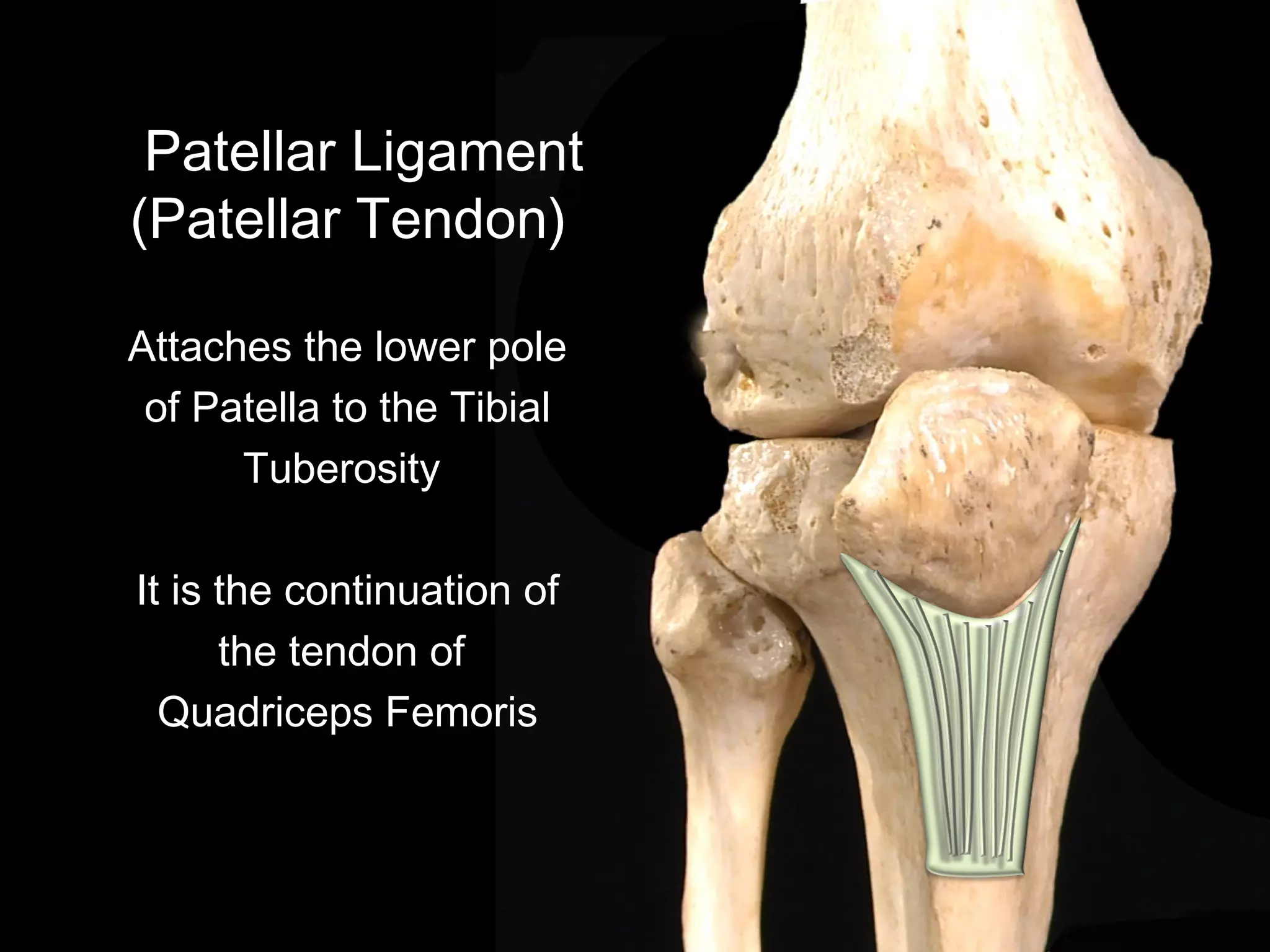 Slideshow: Knee Joint | PPT