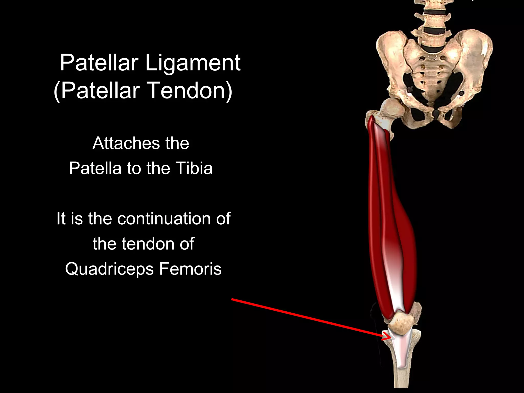 Slideshow: Knee Joint | PPT