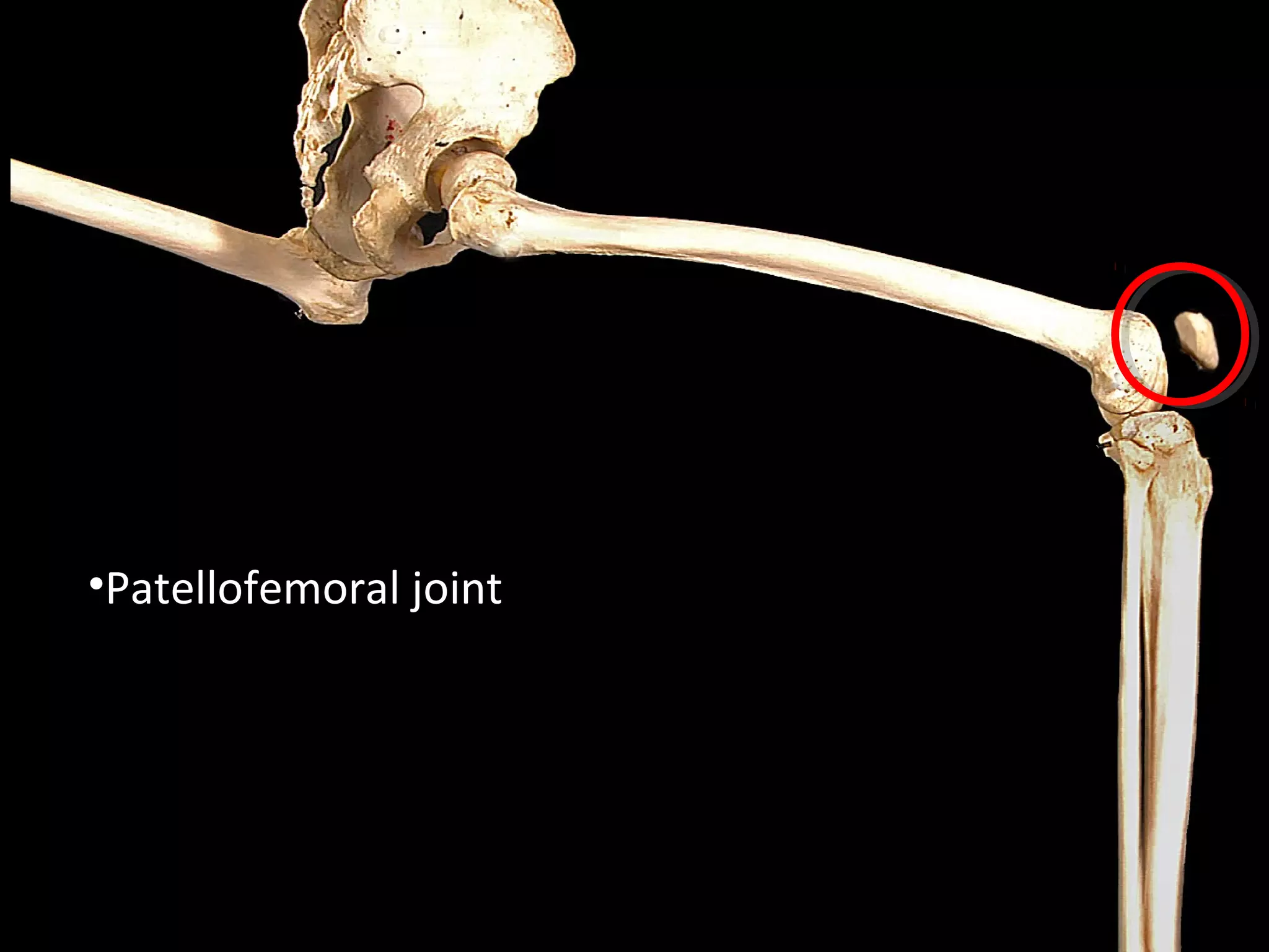 Slideshow: Knee Joint | PPT