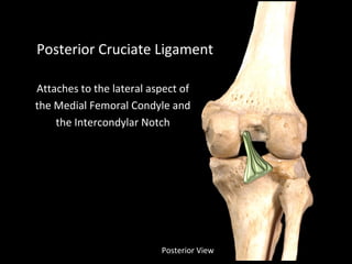 Slideshow: Knee Joint | PPT