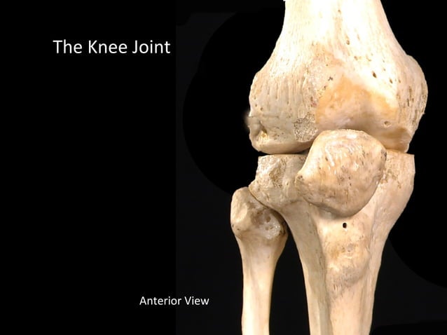 Slideshow: Knee Joint | PPT