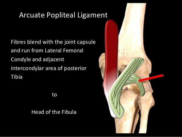 Slideshow: Knee Joint