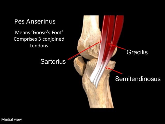 Slideshow: Knee Joint