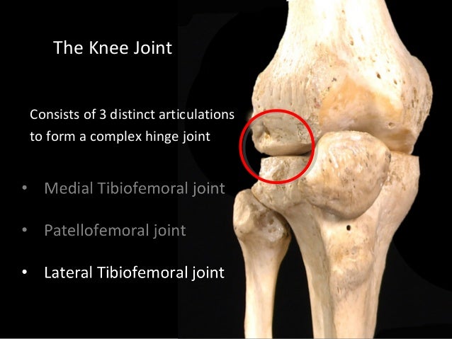 Slideshow: Knee Joint