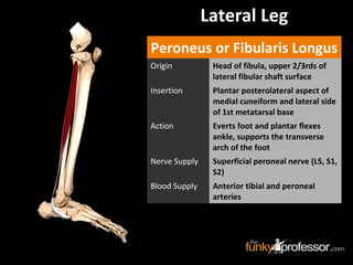 Slideshow: Lateral Leg | PPT