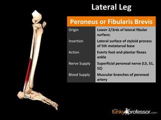 Peroneus Longus Origin And Insertion