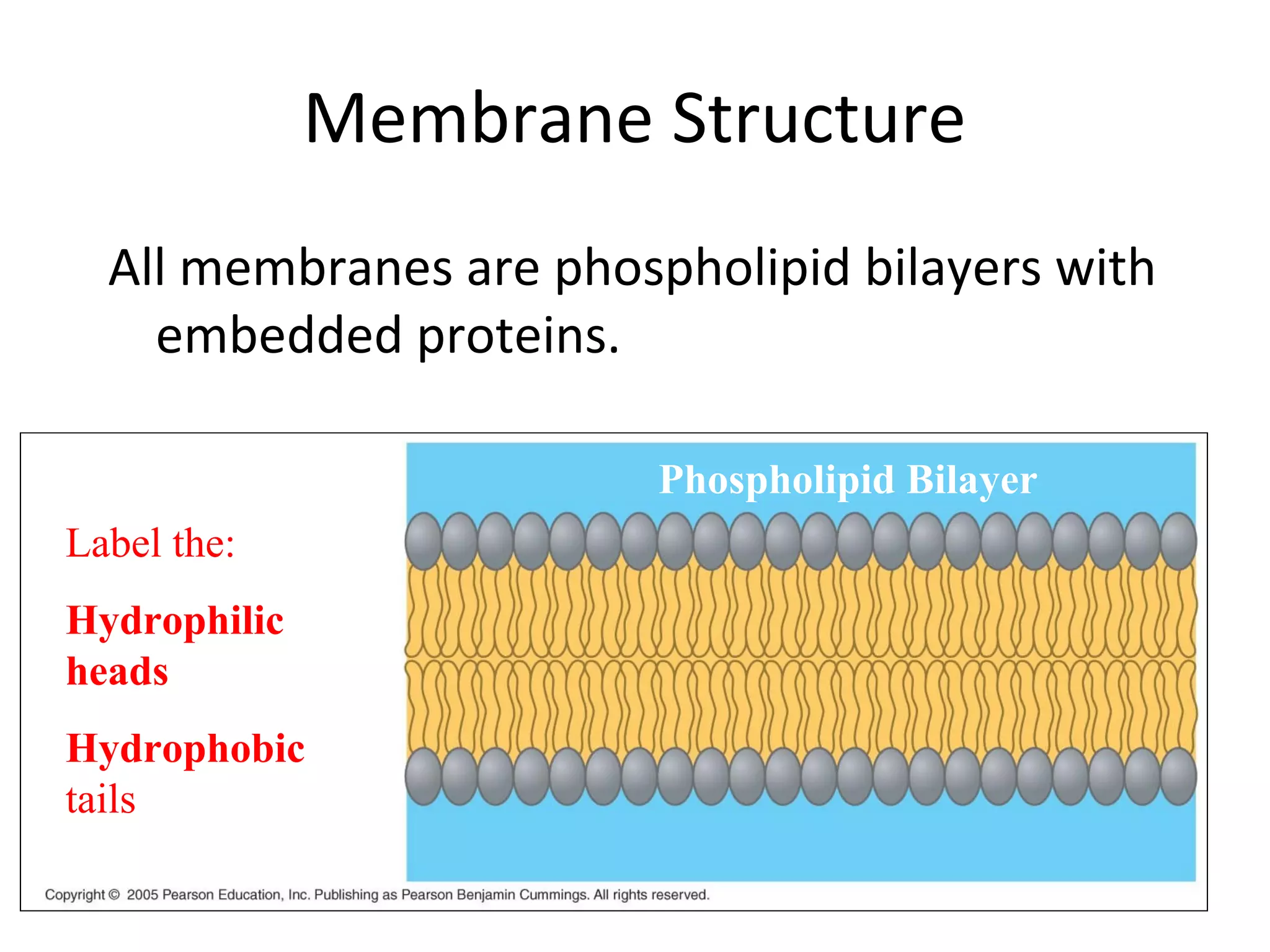 Plasma membrane | PPT