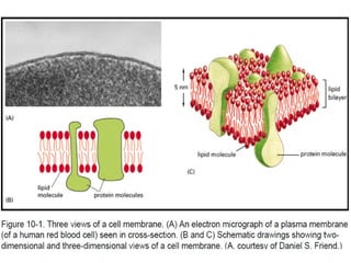 Plasma membrane | PPT