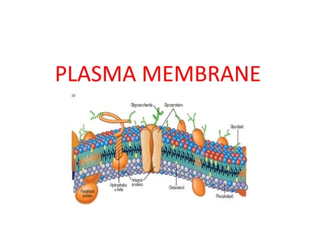Plasma membrane | PPT