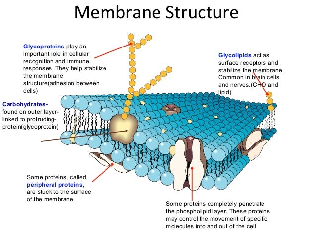 Plasma membrane