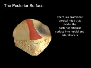 Slideshow: Patella | PPT