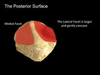 Slideshow: Patella | PPT