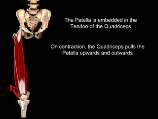 Slideshow: Patella | PPT
