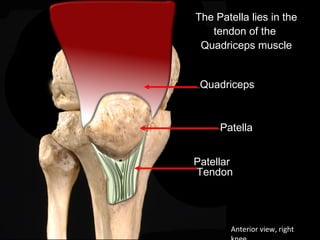 Slideshow: Patella | PPT