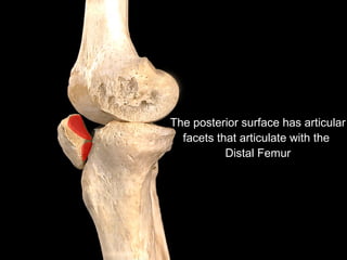 Slideshow: Patella | PPT