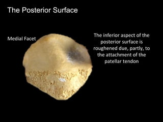 Articular Facet Of Patella