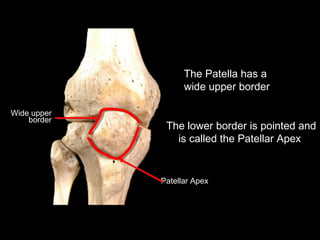 Slideshow: Patella | PPT