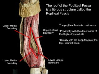 SLideshow: Popliteal Fossa | PPT | Death, Injury, or Military Conflict ...
