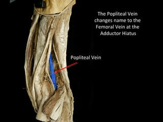 SLideshow: Popliteal Fossa | PPT | Death, Injury, or Military Conflict ...