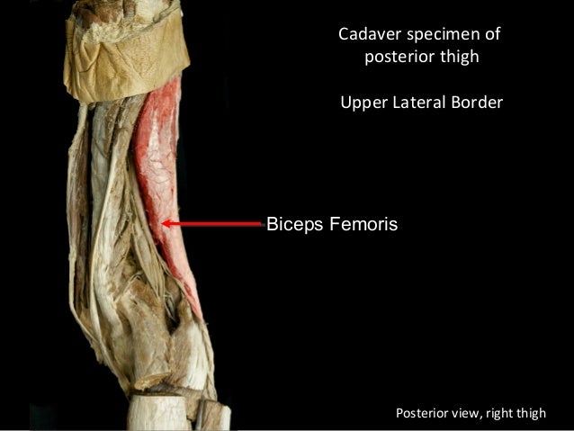 SLideshow: Popliteal Fossa