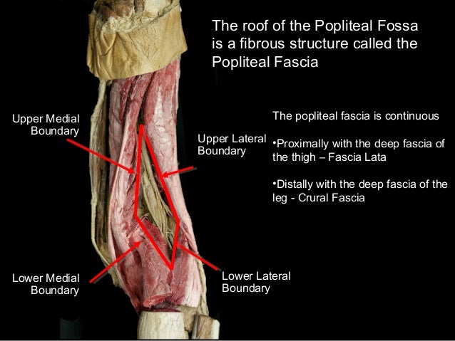 Popliteal Fossa