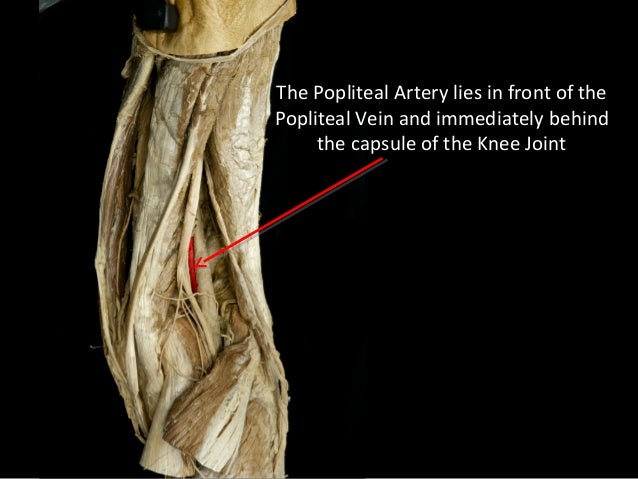 SLideshow: Popliteal Fossa