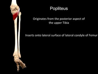 Slideshow: Posterior Leg | PPT