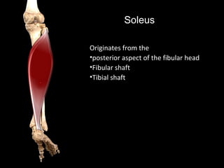 Deep Posterior And Soleus